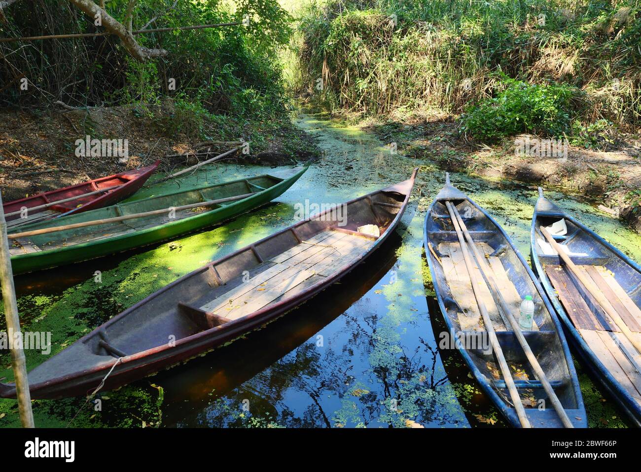 Group of small fishing boats floating along the edge of a swamp in the ...
