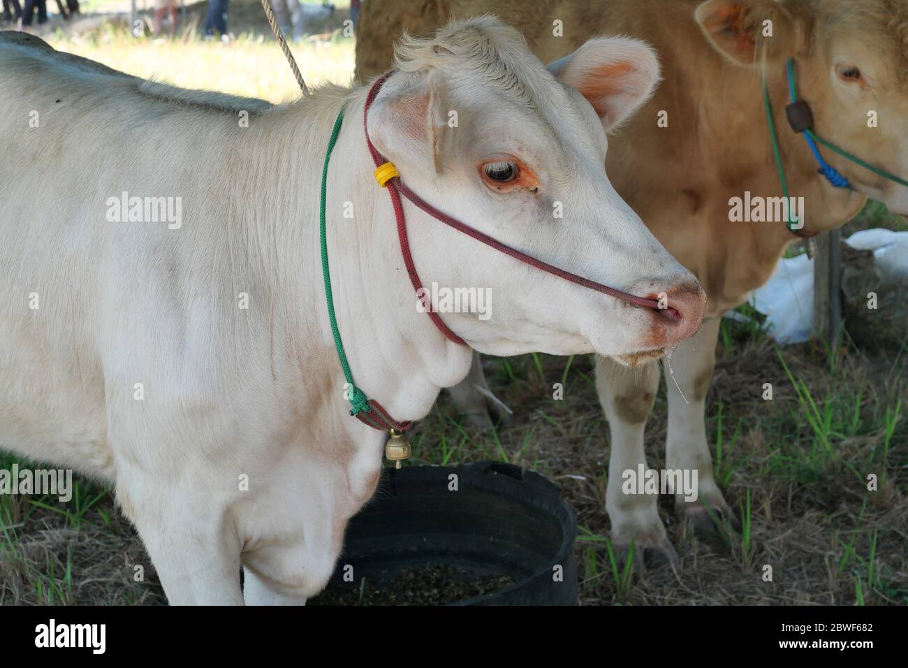Cow mouth grass hi-res stock photography and images - Alamy