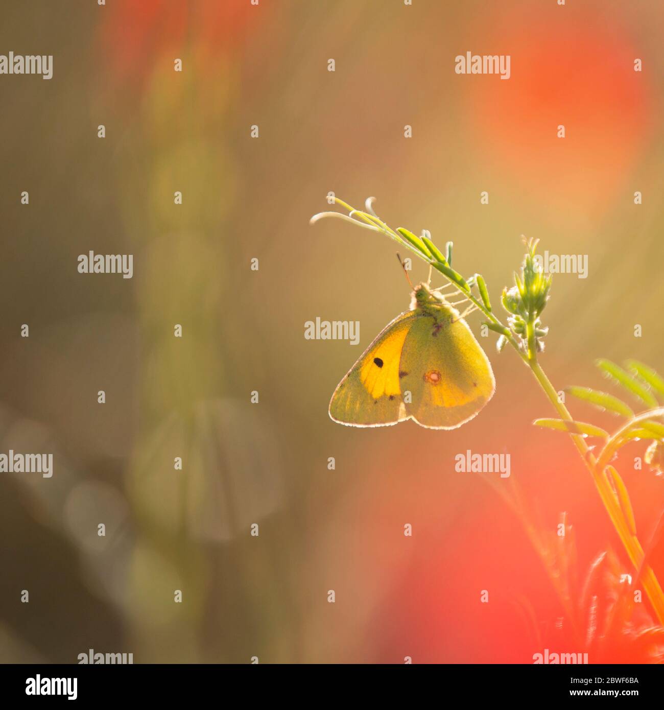 Colias croceus, clouded yellow, is a small butterfly of the family ...