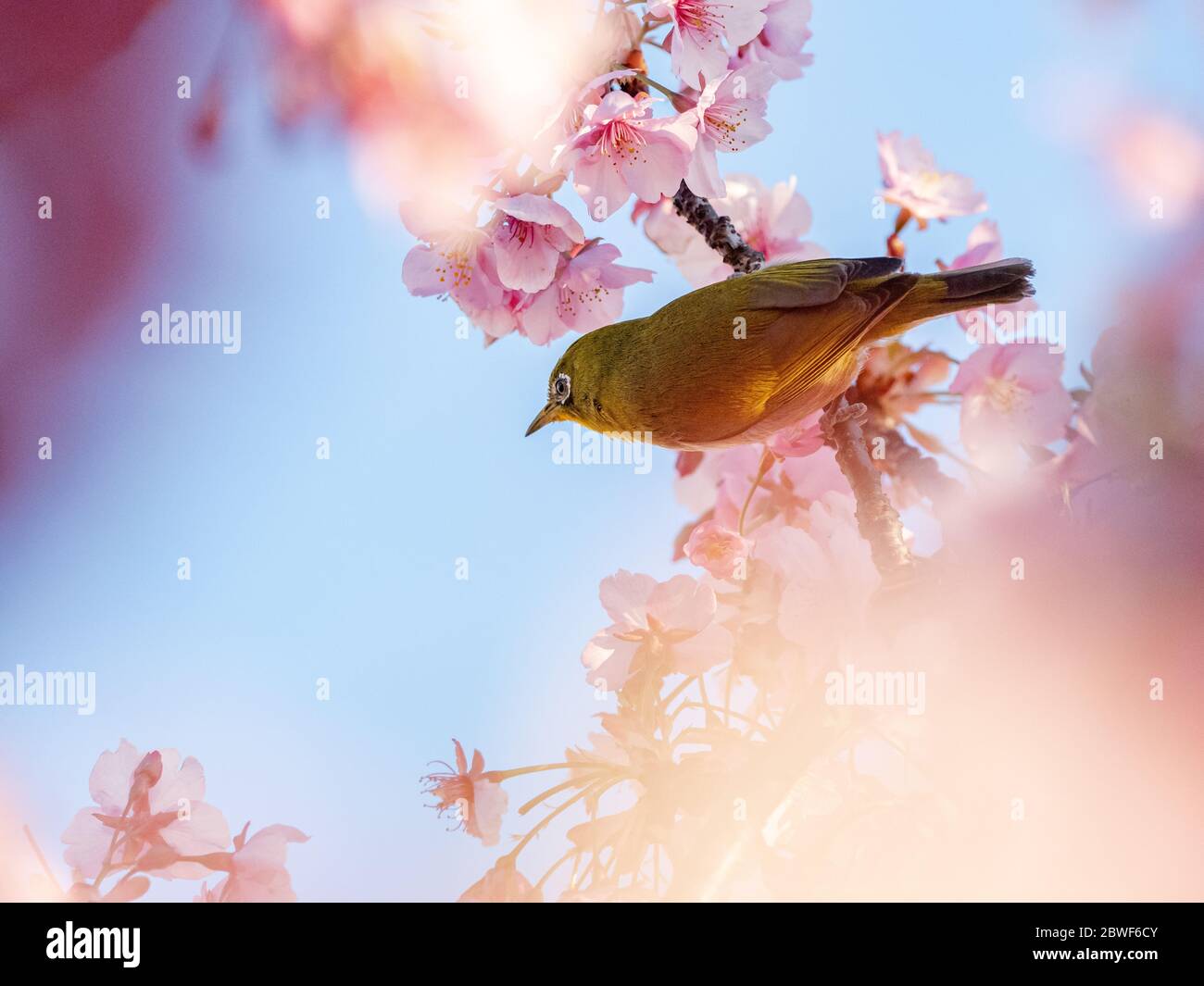 A Japanese white-eye, also called a warbling white-eye or mountain ...