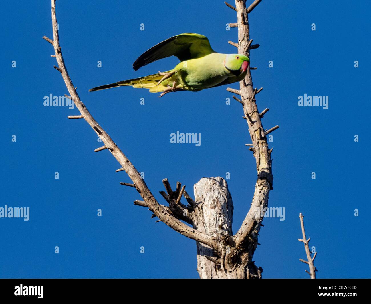 Dead cedar tree hi-res stock photography and images - Alamy