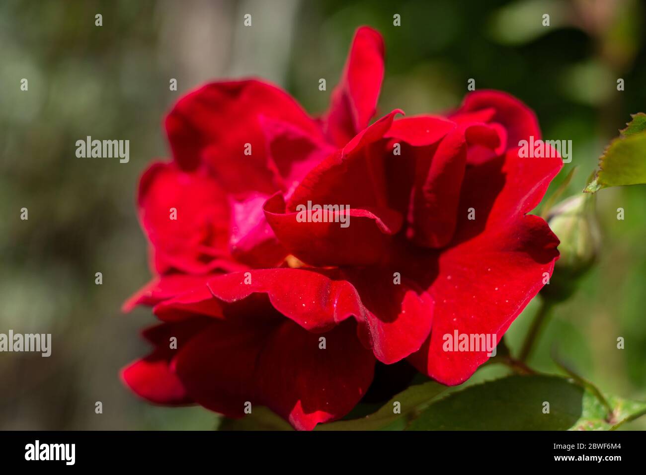 Flowering of a new velvet rosebud Stock Photo - Alamy