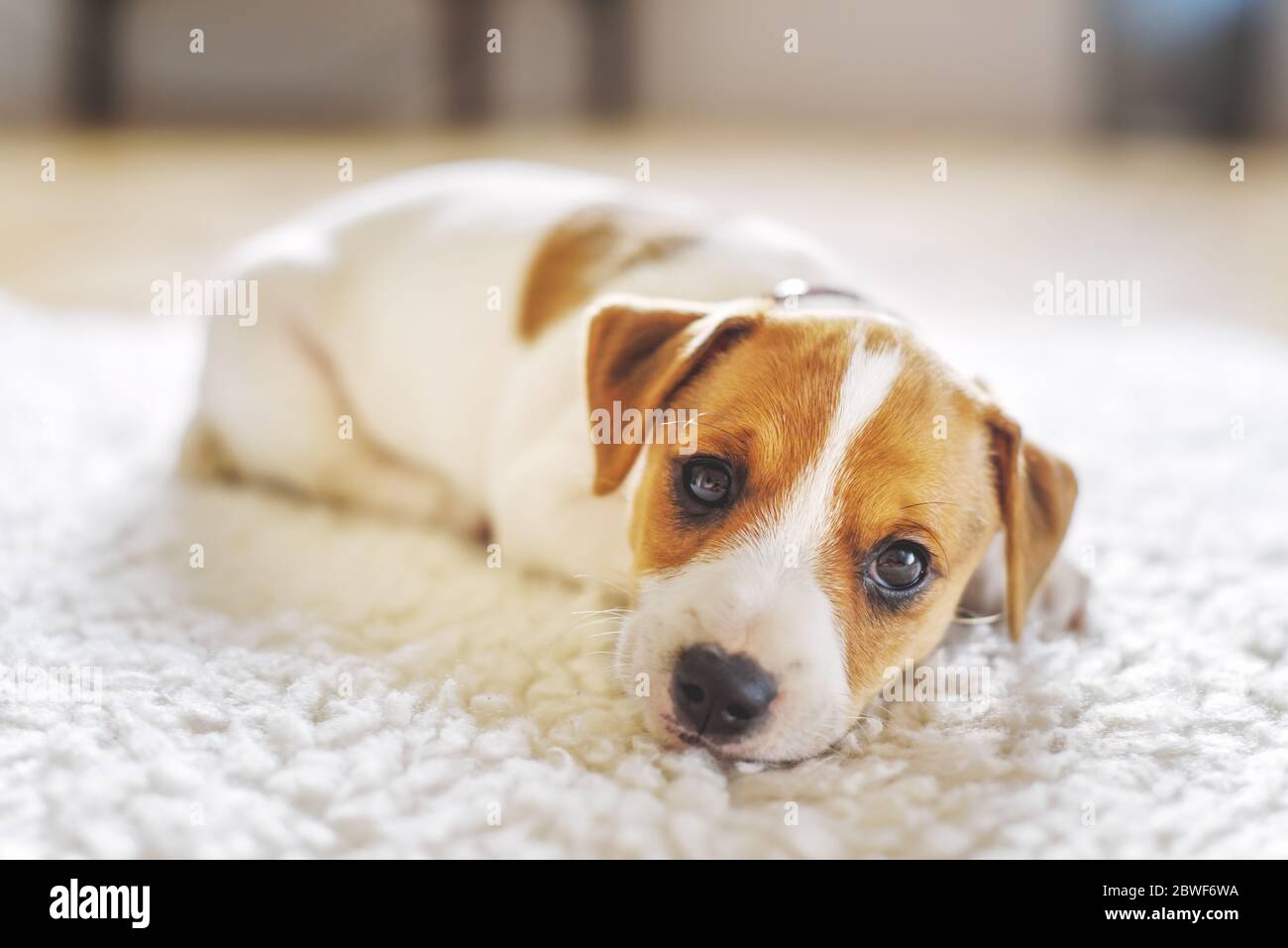 White carpet hi-res stock photography and images - Alamy