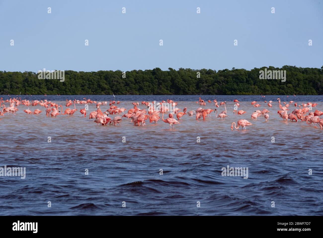 Wild Flamingos/Flamingo flock standing in the river at Celestun, „Rio ...