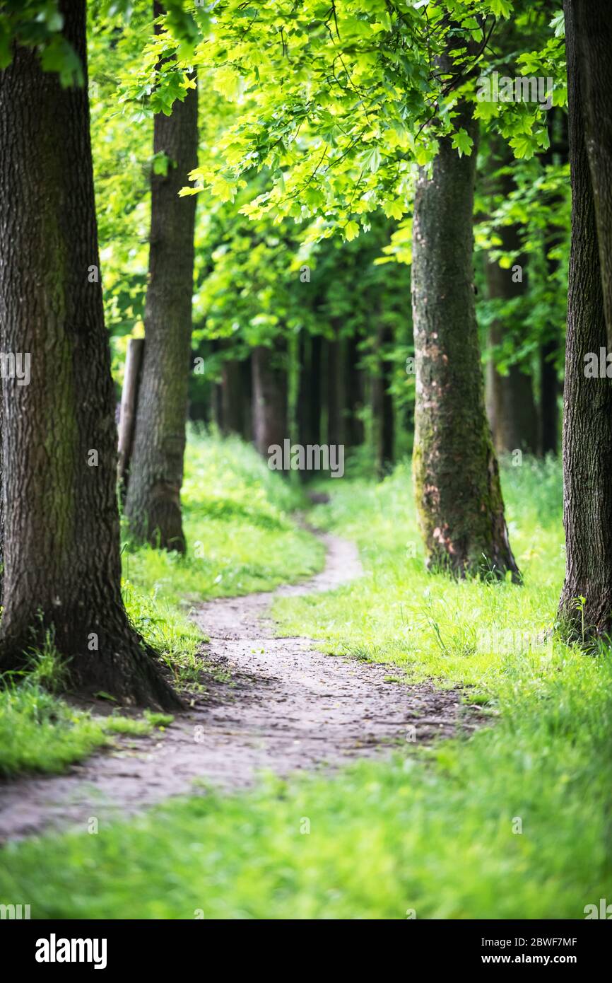 Path in the spring park. Tree trunks in green grass in an oak alley ...