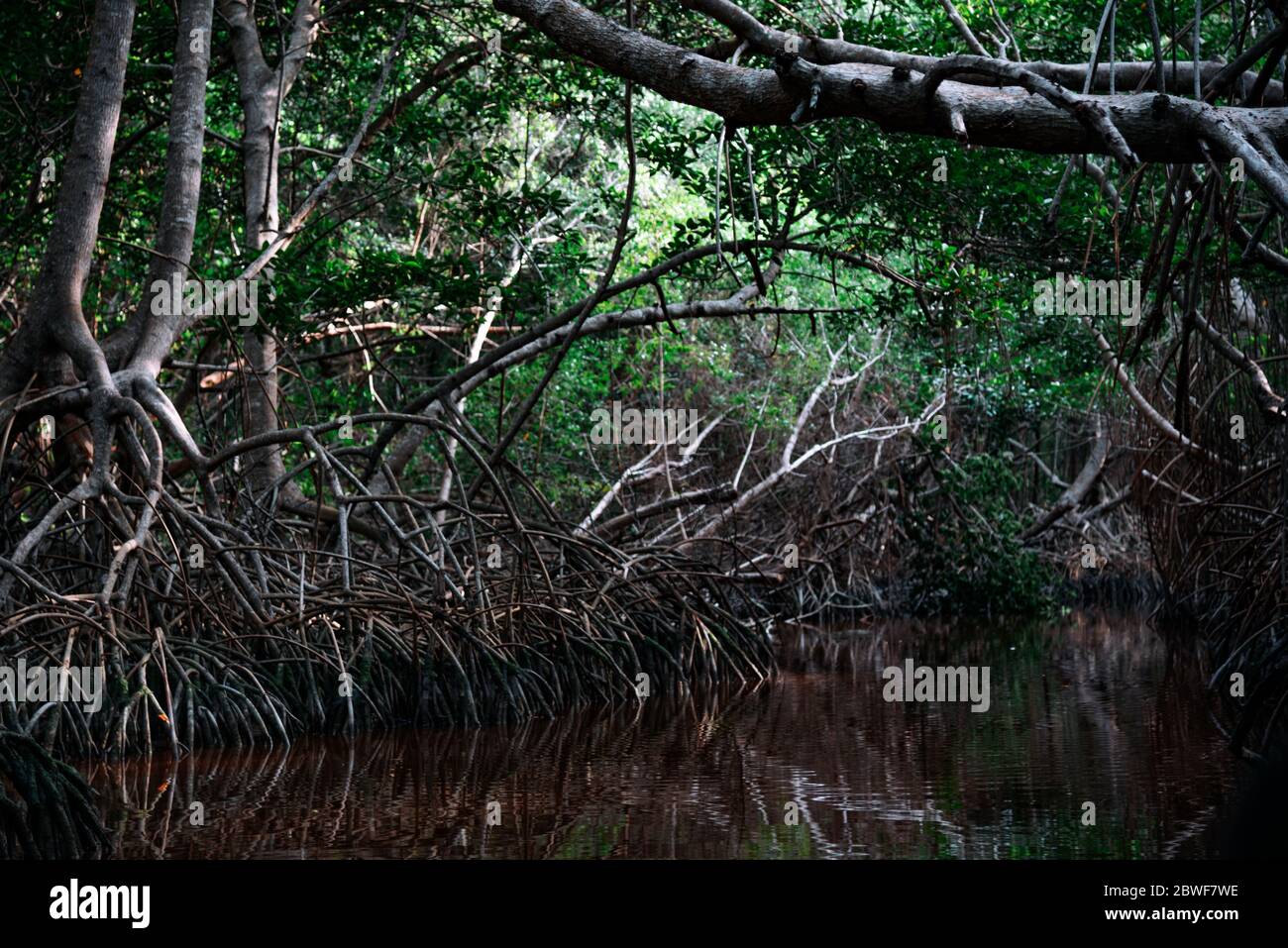 Big swamp reserve hi-res stock photography and images - Alamy