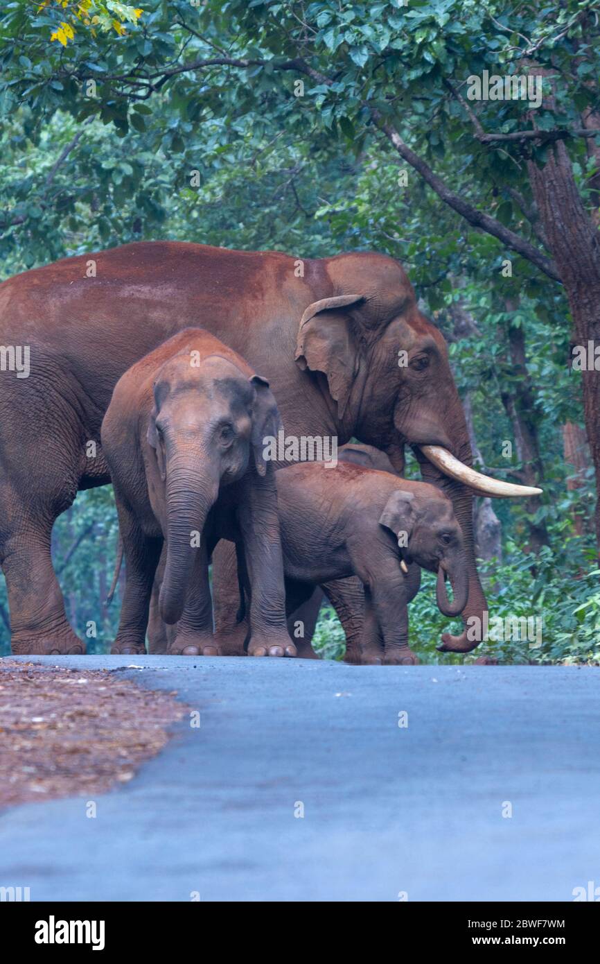 Odisha wildlife hi-res stock photography and images - Alamy