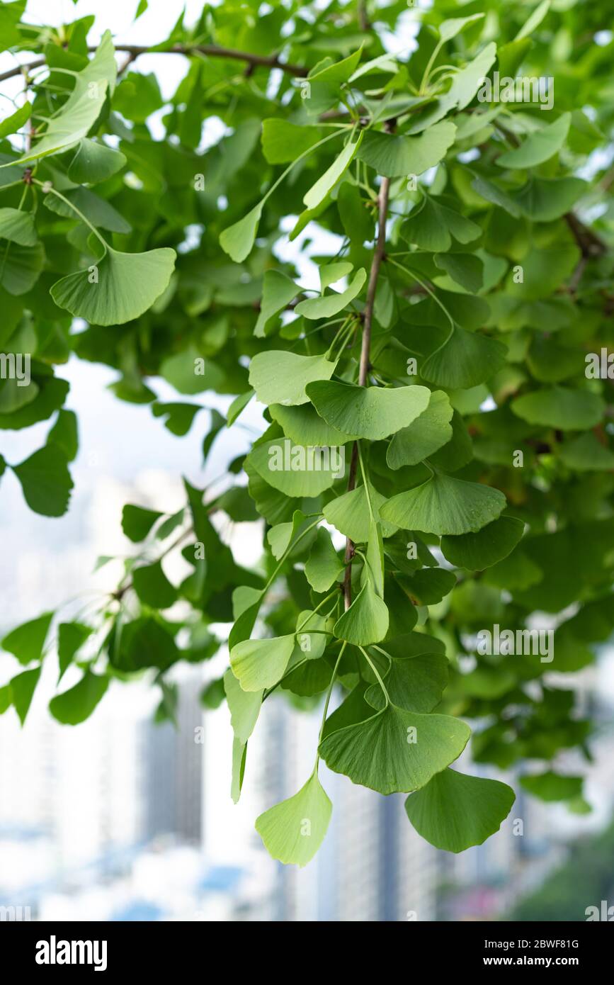 Closeup ginkgo plants hi-res stock photography and images - Alamy
