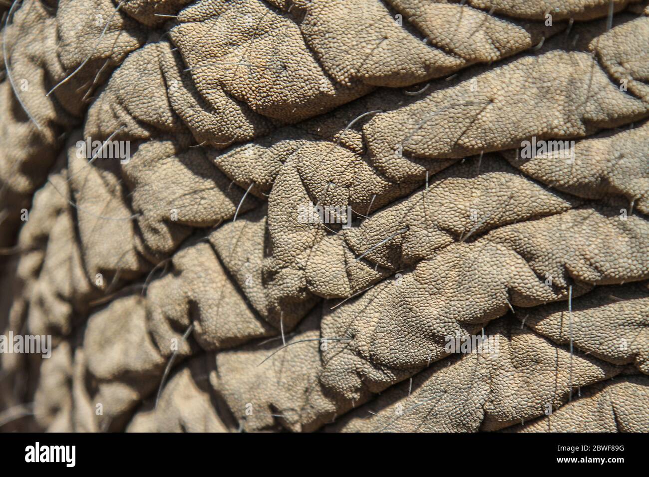 Elephant skin pattern hi-res stock photography and images - Alamy