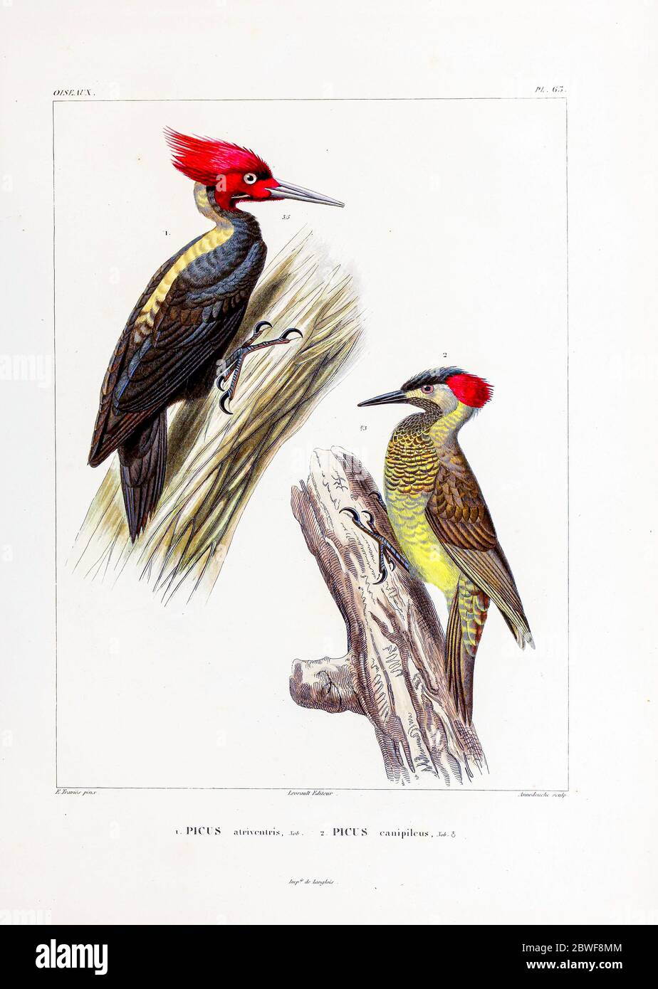 Picus atriventris hi-res stock photography and images - Alamy