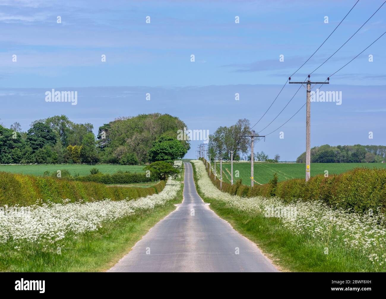 A hedge lined country road with telegraph poles leading in to the heat ...