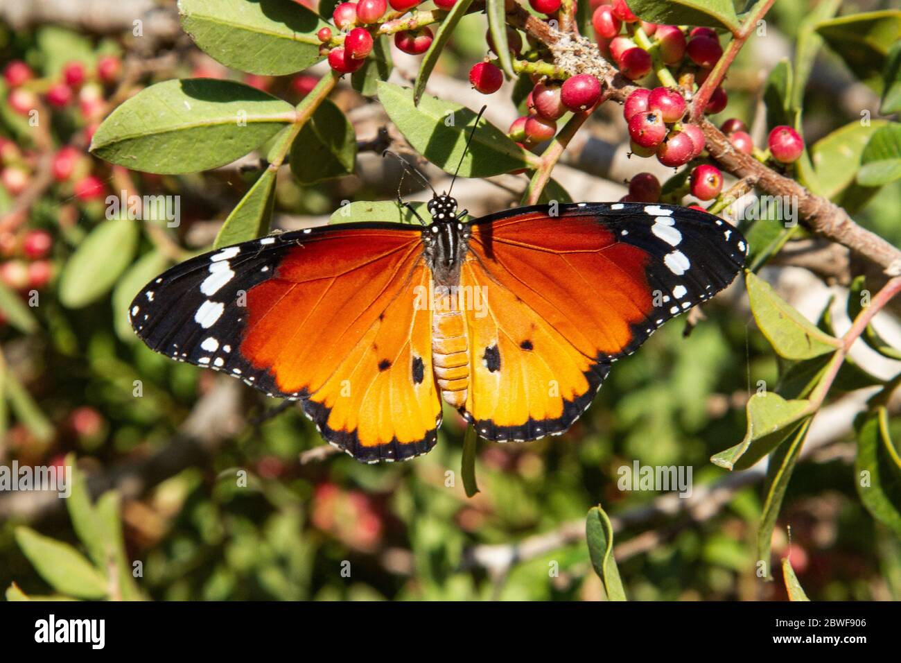 Plain Tiger (Danaus chrysippus) AKA African Monarch Butterfly on a ...
