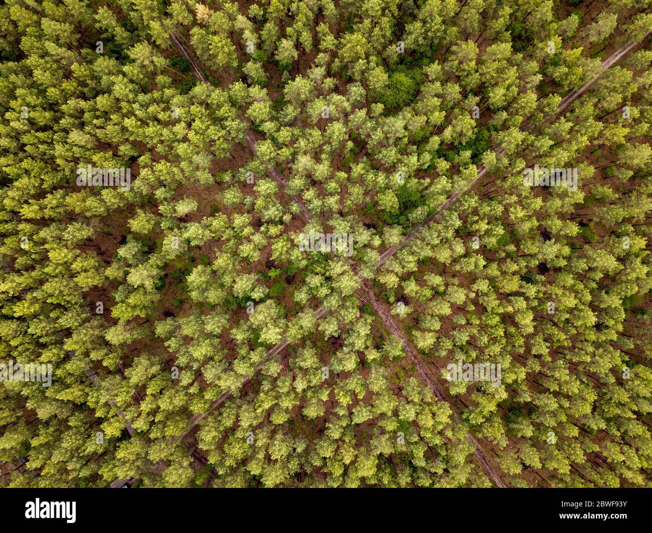 Aerial top view above forest area Stock Photo - Alamy
