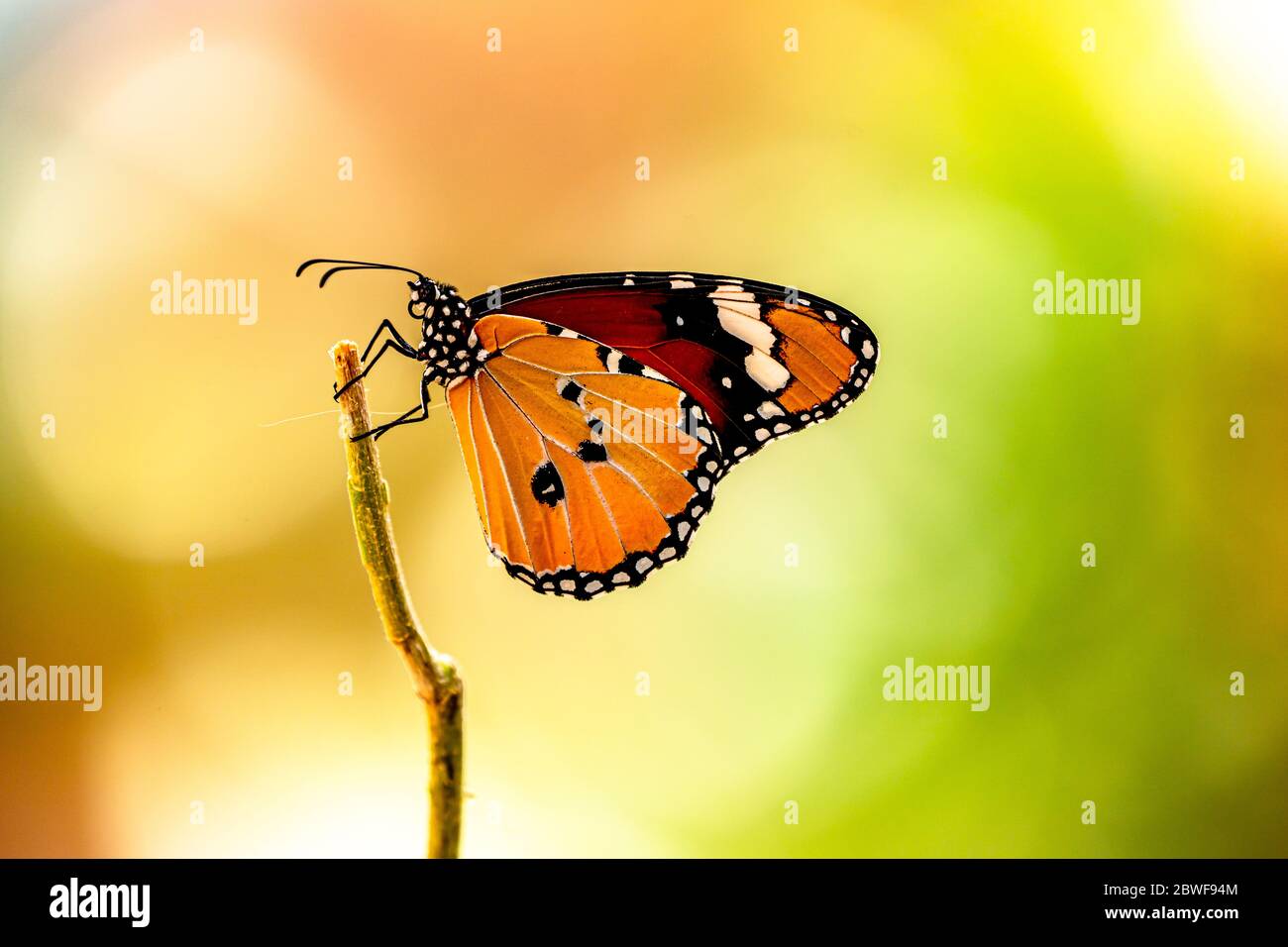 Plain Tiger (Danaus chrysippus) AKA African Monarch Butterfly on a ...