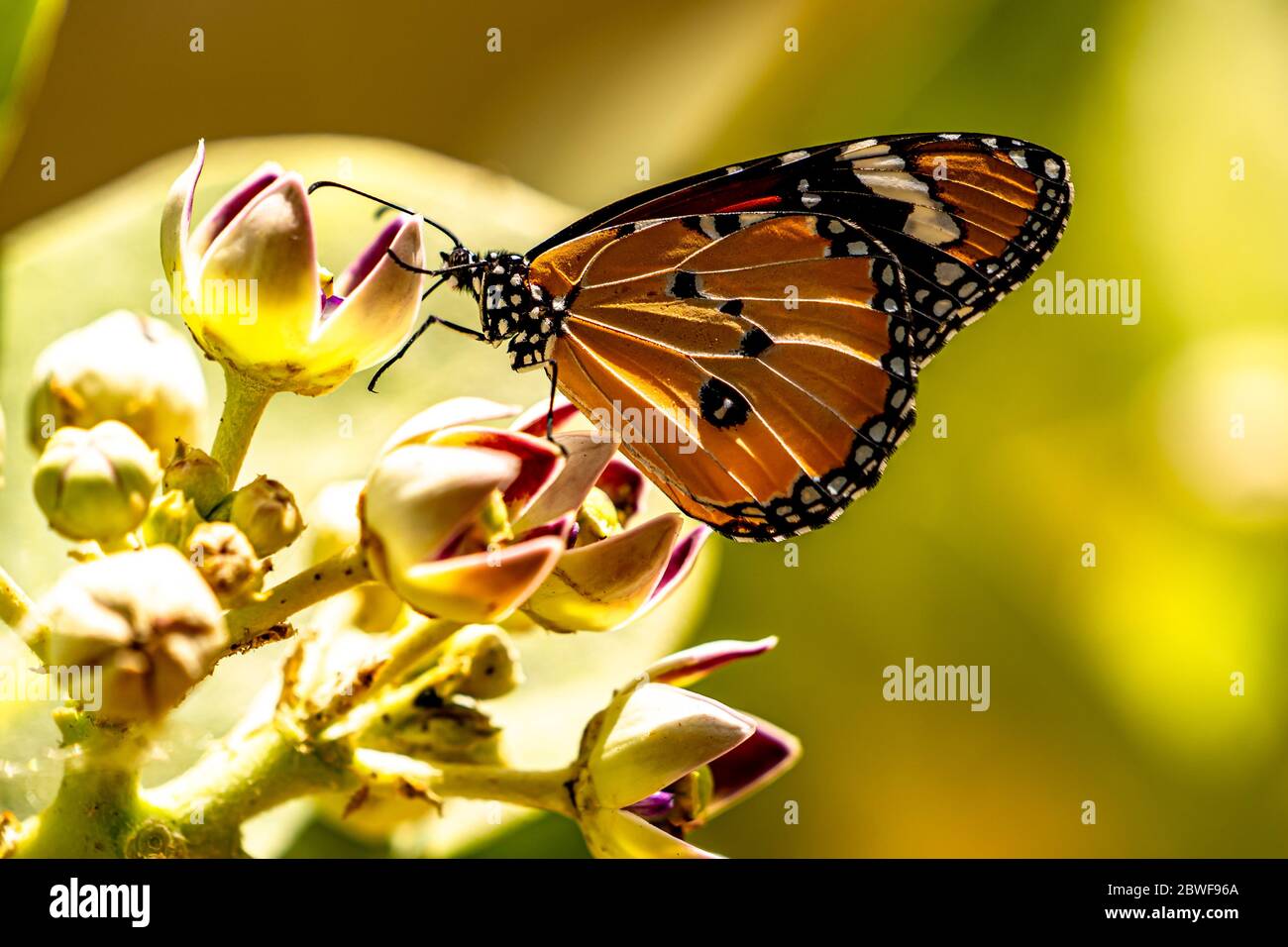 Plain Tiger (Danaus chrysippus) AKA African Monarch Butterfly on a ...