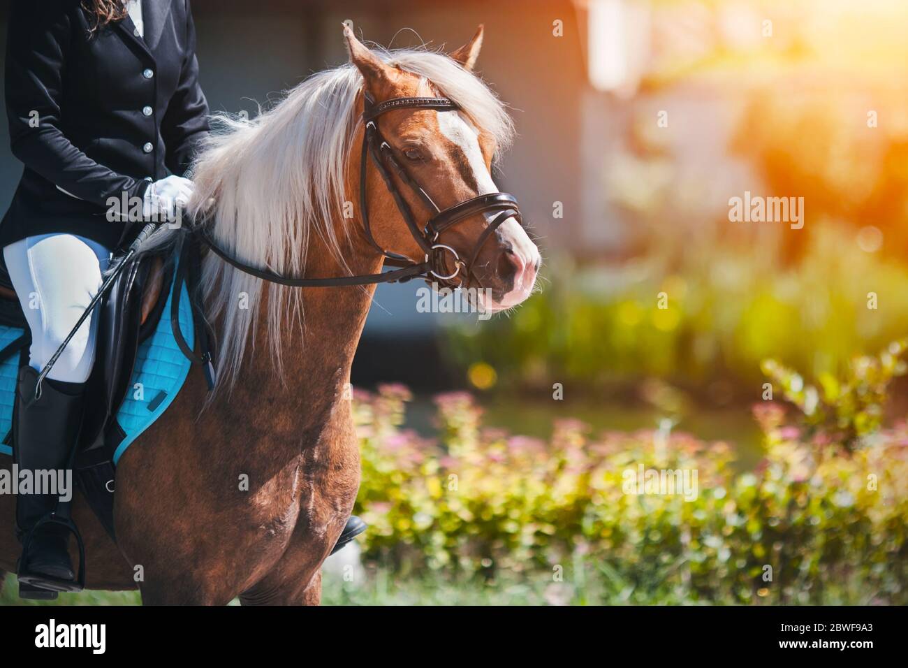 Beautiful pony hi-res stock photography and images - Alamy