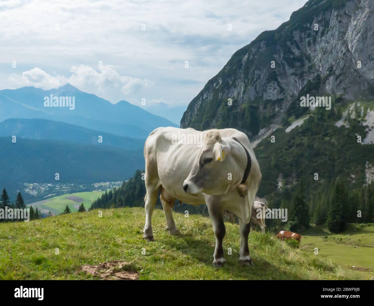 a young cow on an alpine pasture in the alps Stock Photo - Alamy