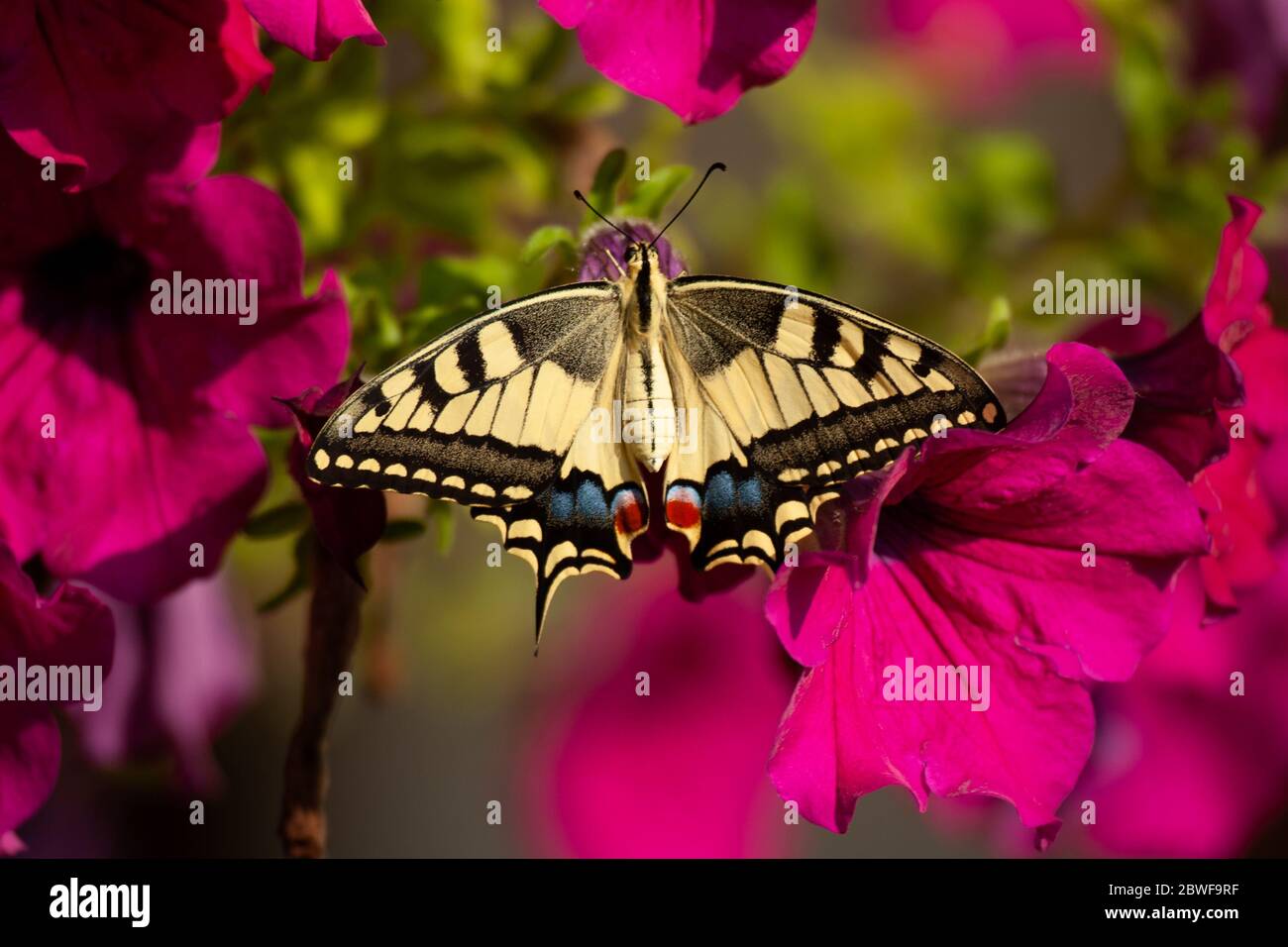 Old World Swallowtail (Papilio machaon) AKA Common yellow swallowtail ...