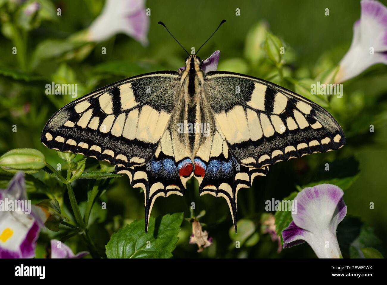 Old World Swallowtail (Papilio machaon) AKA Common yellow swallowtail Butterfly on a flower ...