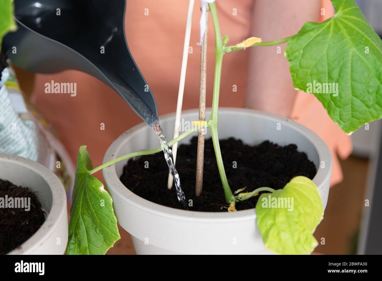 Caring for cucumber hi-res stock photography and images - Alamy