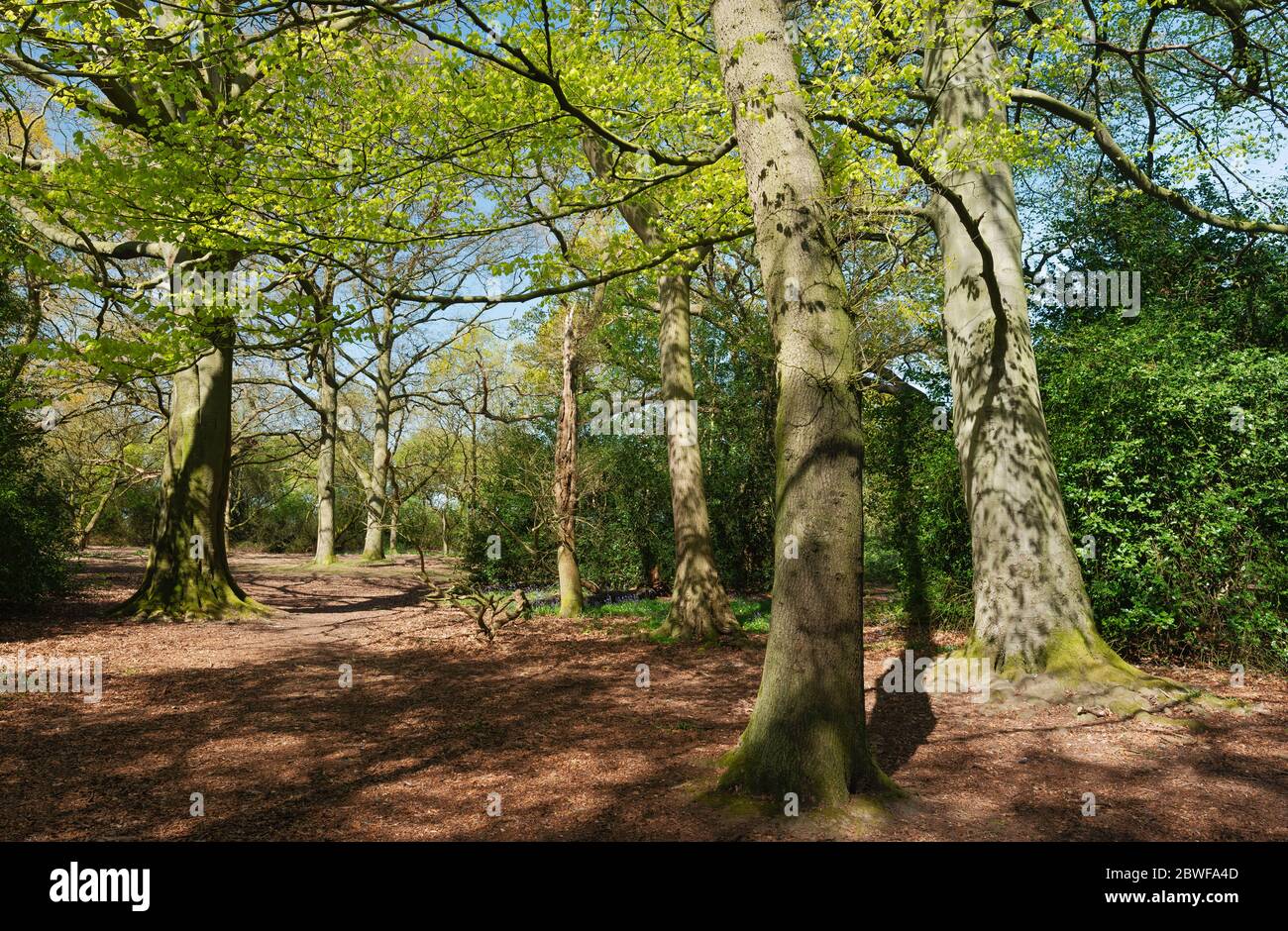 Beautiful tree leaf sprouting hi-res stock photography and images - Alamy