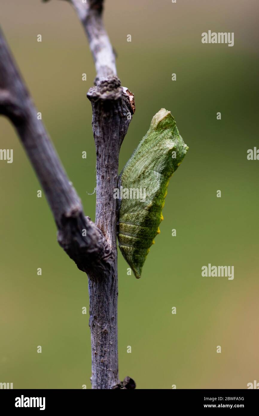 Stage of the life cycle hi-res stock photography and images - Alamy