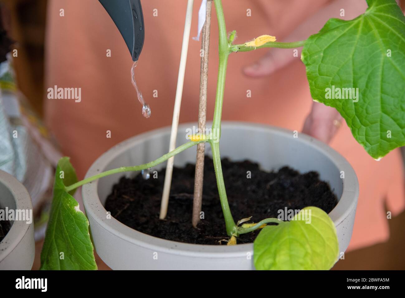 Watering cucumber plant. Water drop caught in the air. Home gardening ...