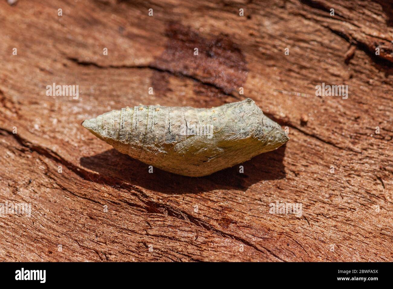 Butterfly pupae stages hi-res stock photography and images - Alamy