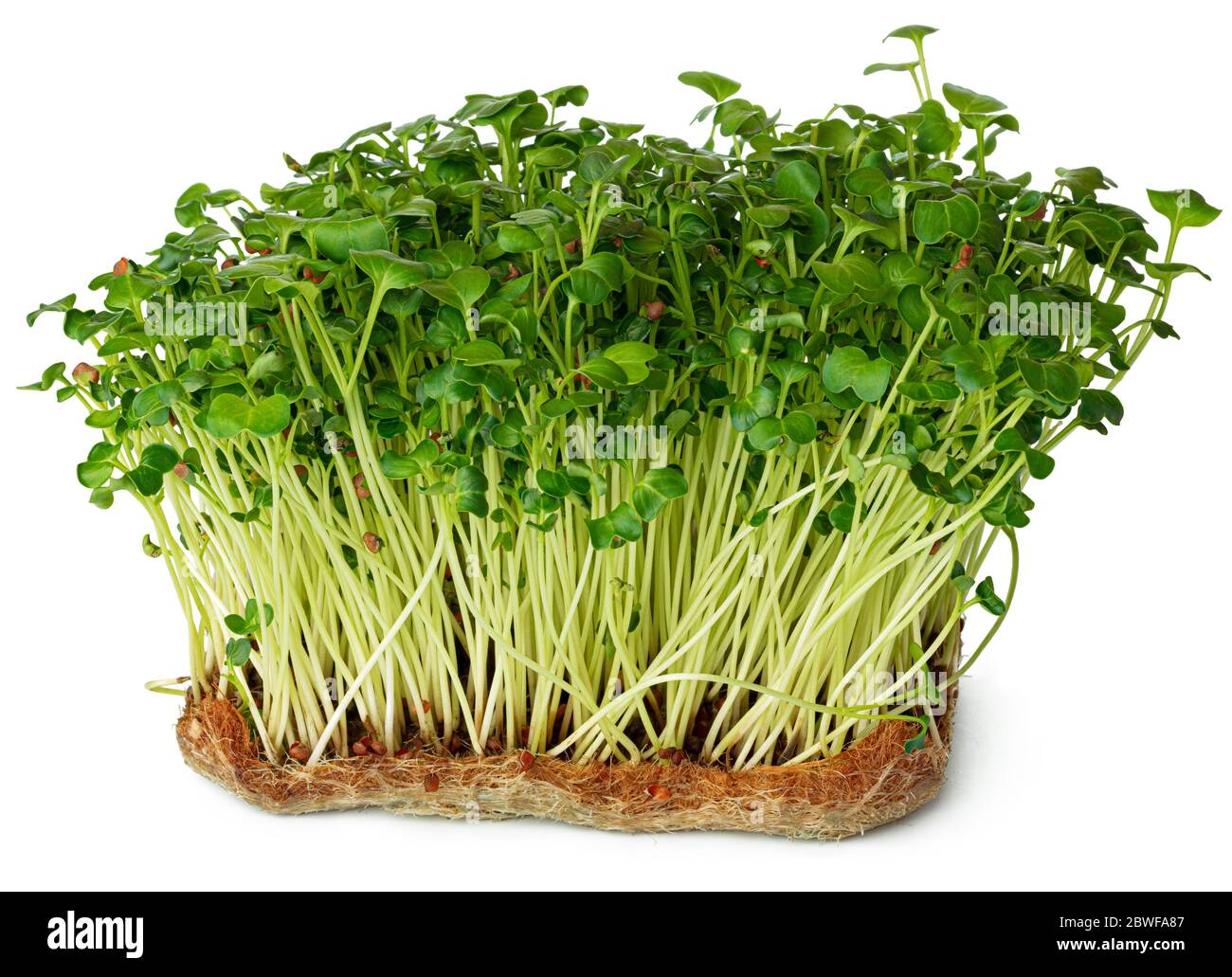 Radish daikon micro green sprouts isolated on white Stock Photo - Alamy