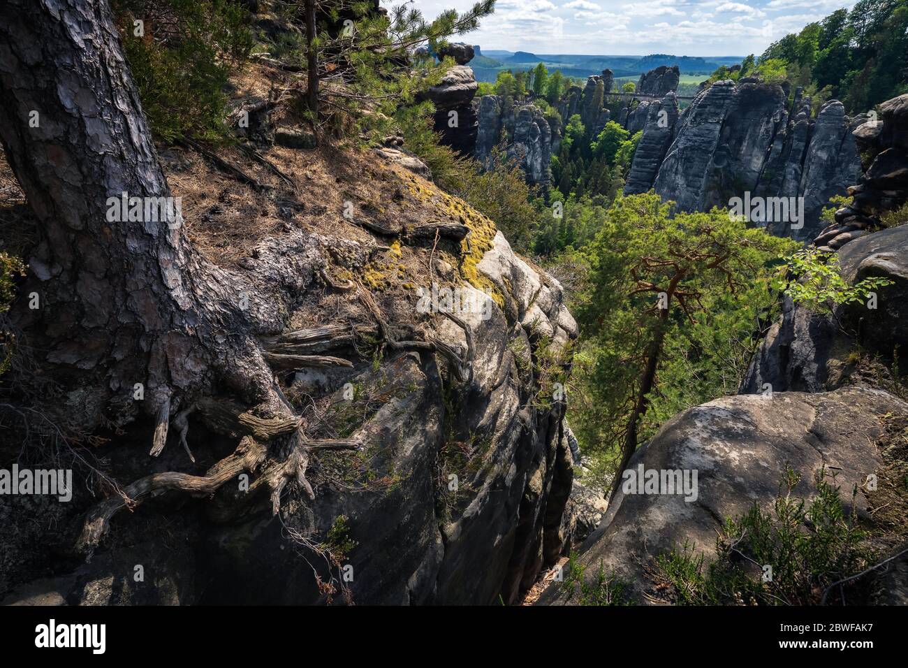 Switzerland National Tree
