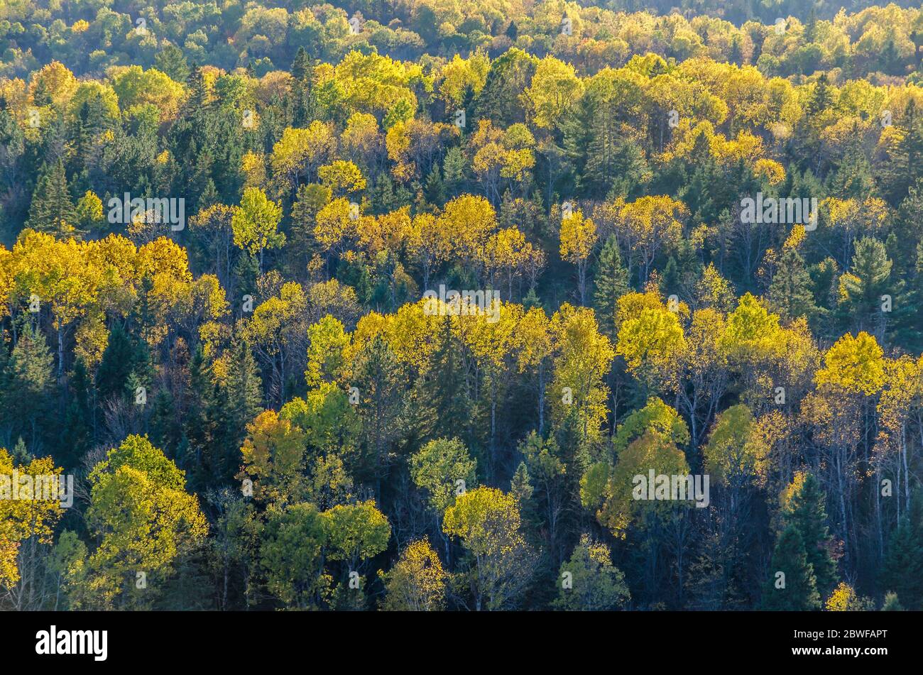 Fall colorful trees in Algonquin park . Ontario, Canada Stock Photo - Alamy