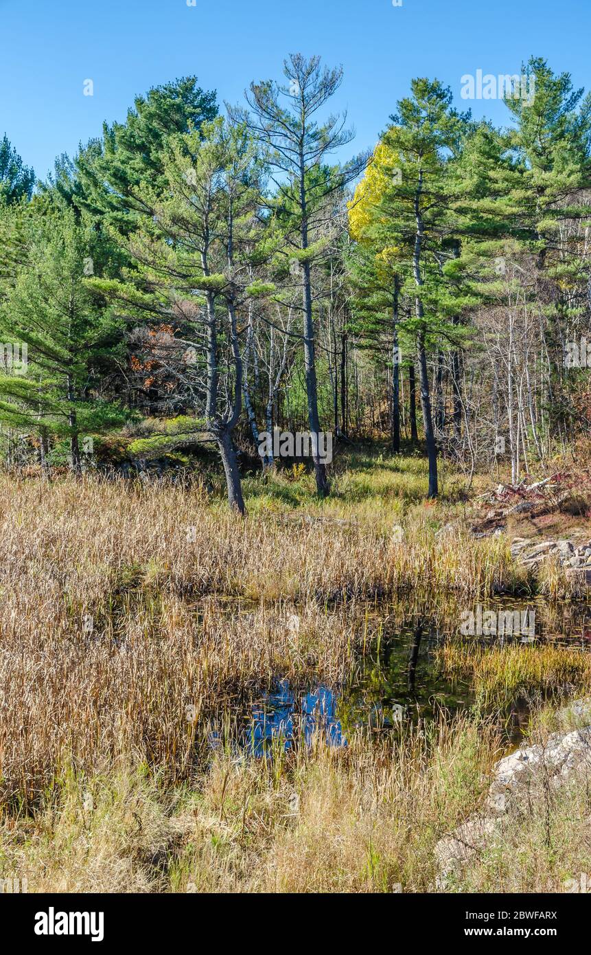 Lake in Muskoka during the fall season Stock Photo - Alamy