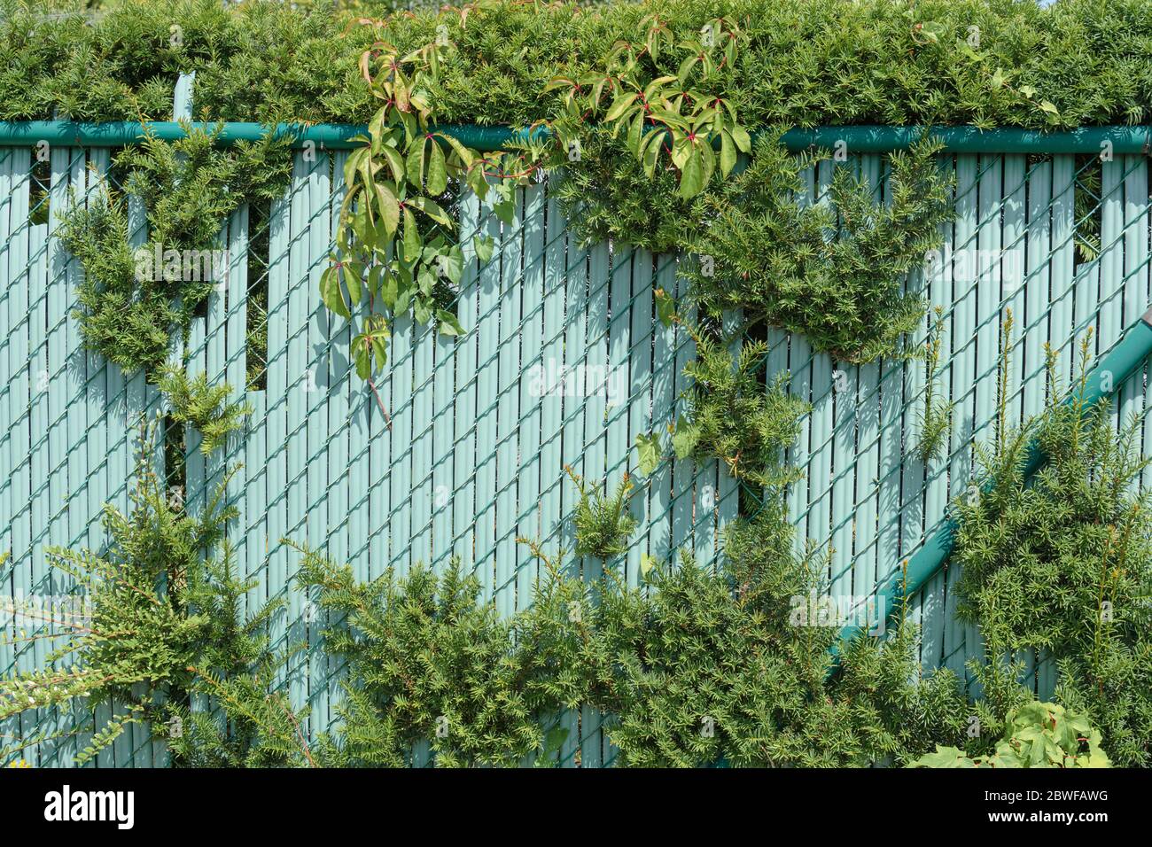 Tree growing wire fence hi-res stock photography and images - Alamy