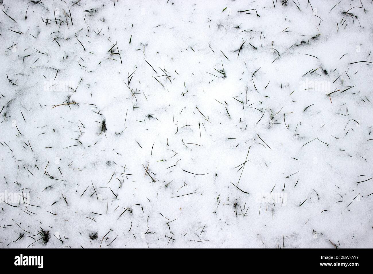 Green grass under the snow. lawn covered with snow background. snow and ...