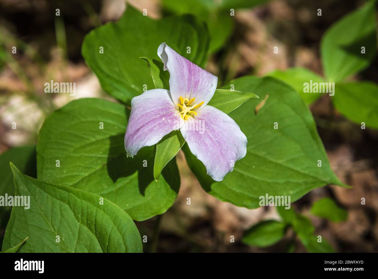 White Trillium Blooming in the Spring in Ontario forest Stock Photo - Alamy