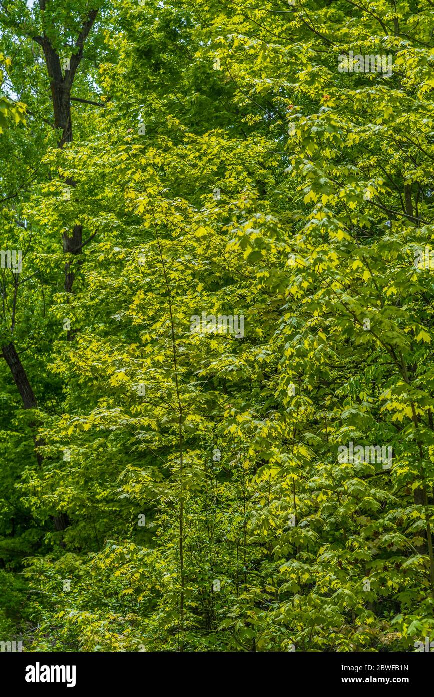 Young trees canadian maple hi-res stock photography and images - Alamy