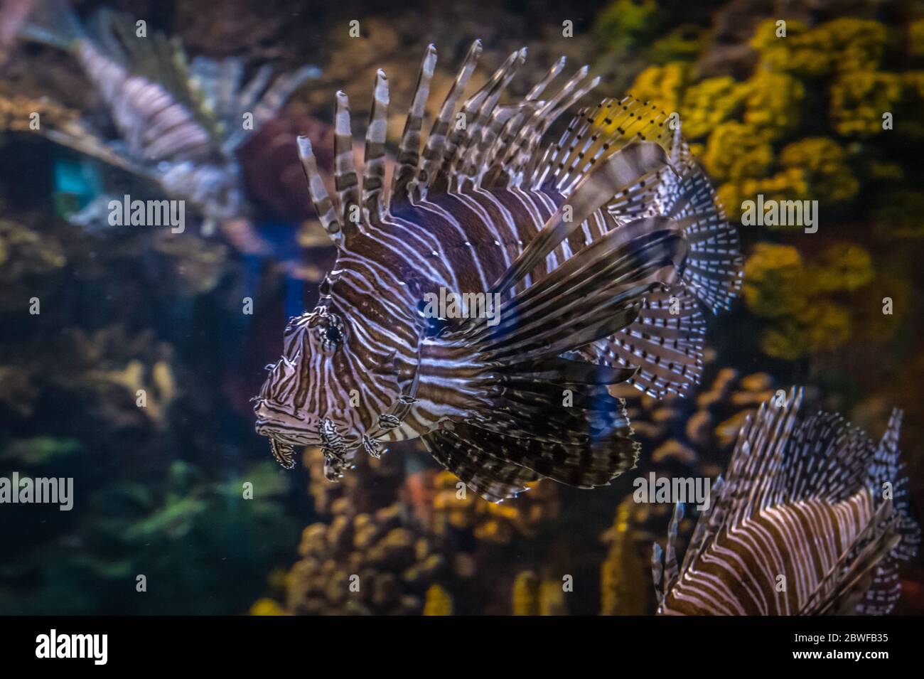 Common lionfish (Pterois miles) underwater Stock Photo - Alamy