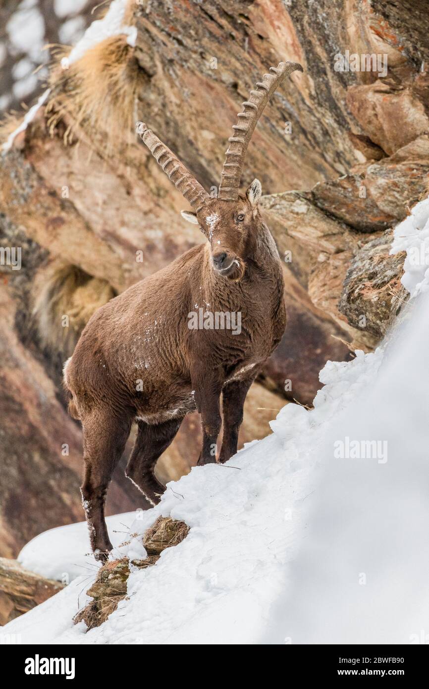 Capra di montagna hi-res stock photography and images - Alamy