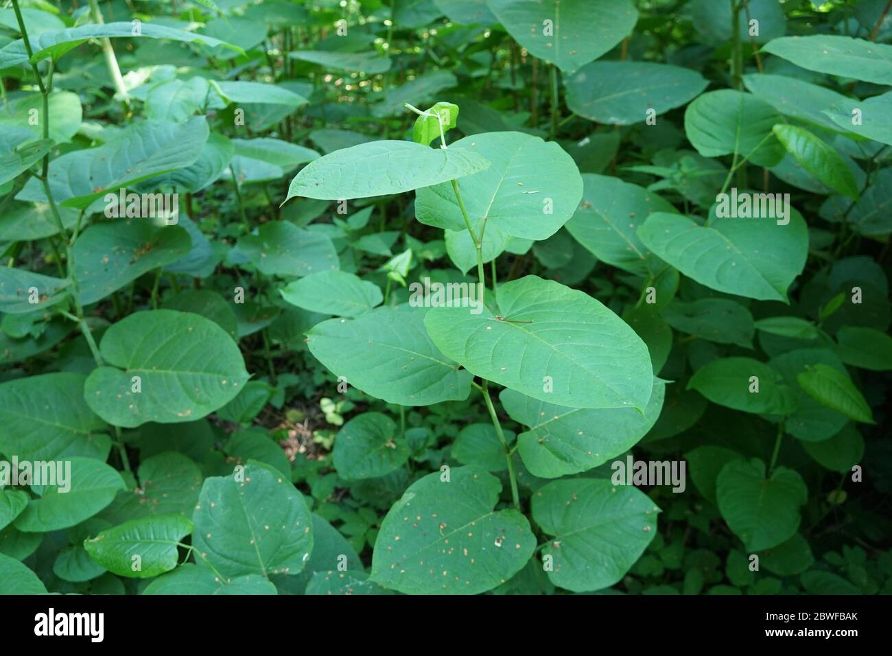 Japanese Knotweed Invasive Plant In High Resolution Stock Photography ...