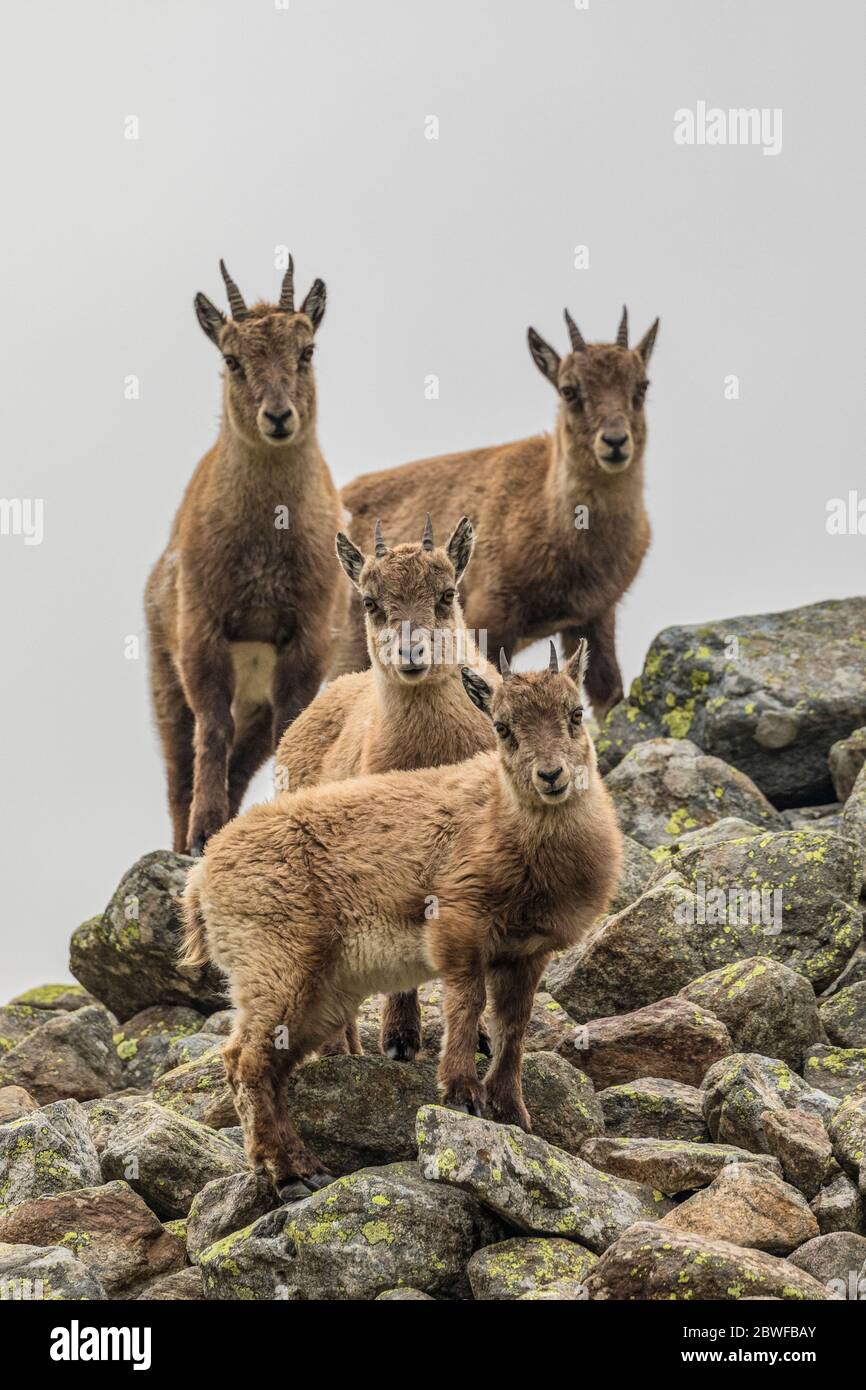 Ibex ( Capra Ibex Stock Photo - Alamy
