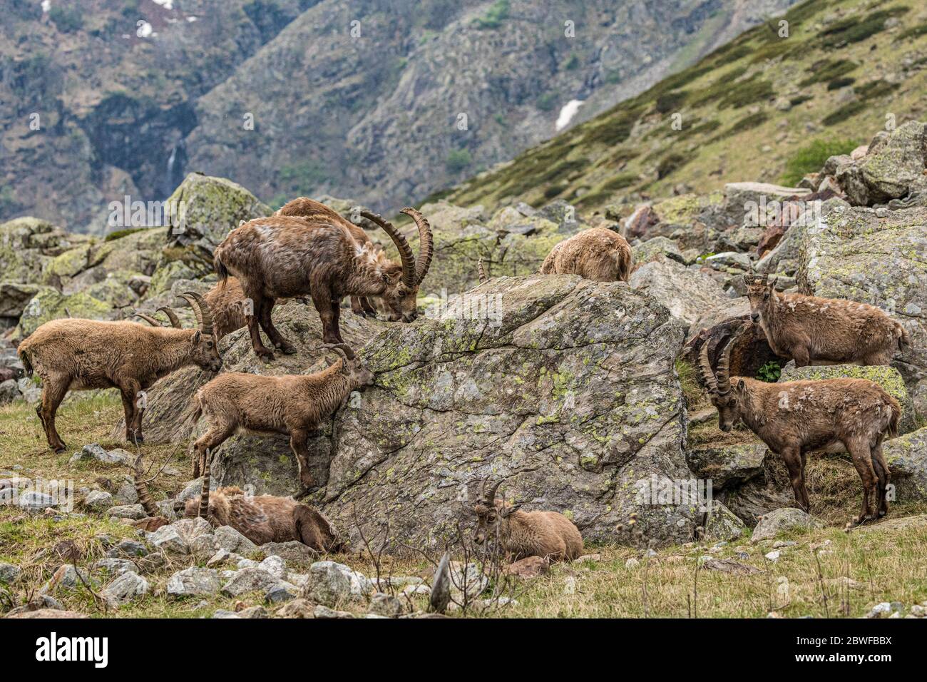 Capra di montagna hi-res stock photography and images - Alamy