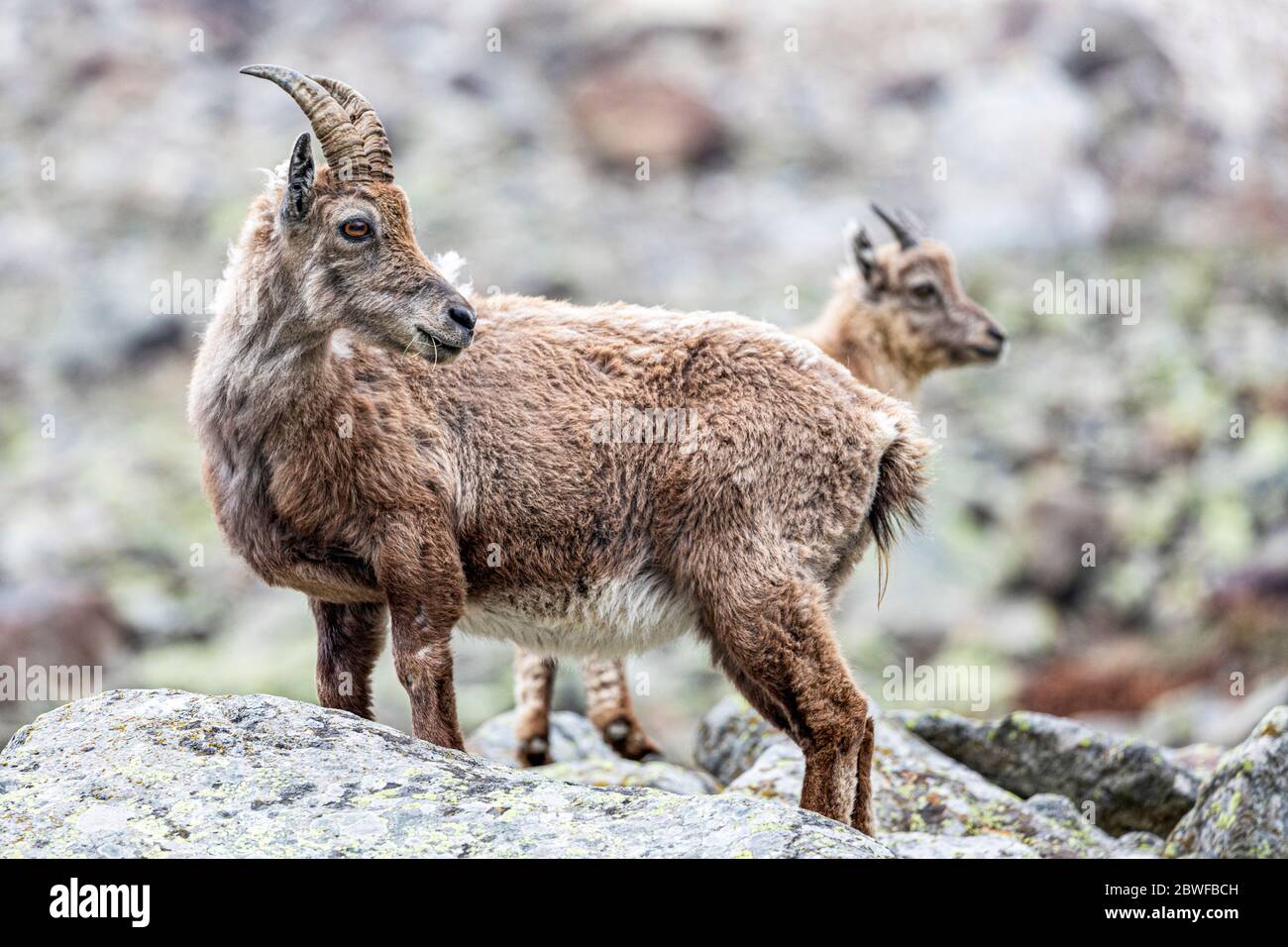 Ibex ( Capra Ibex Stock Photo - Alamy