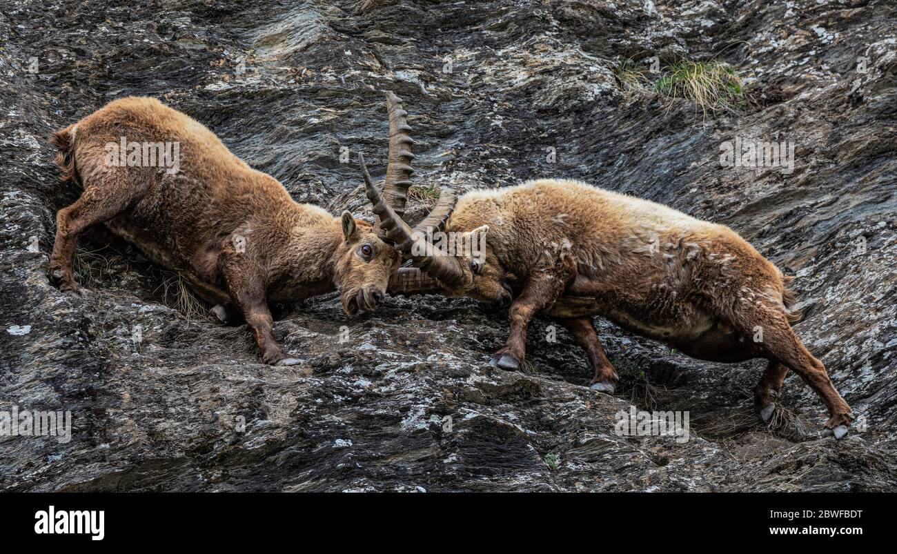 Capra di montagna hi-res stock photography and images - Alamy