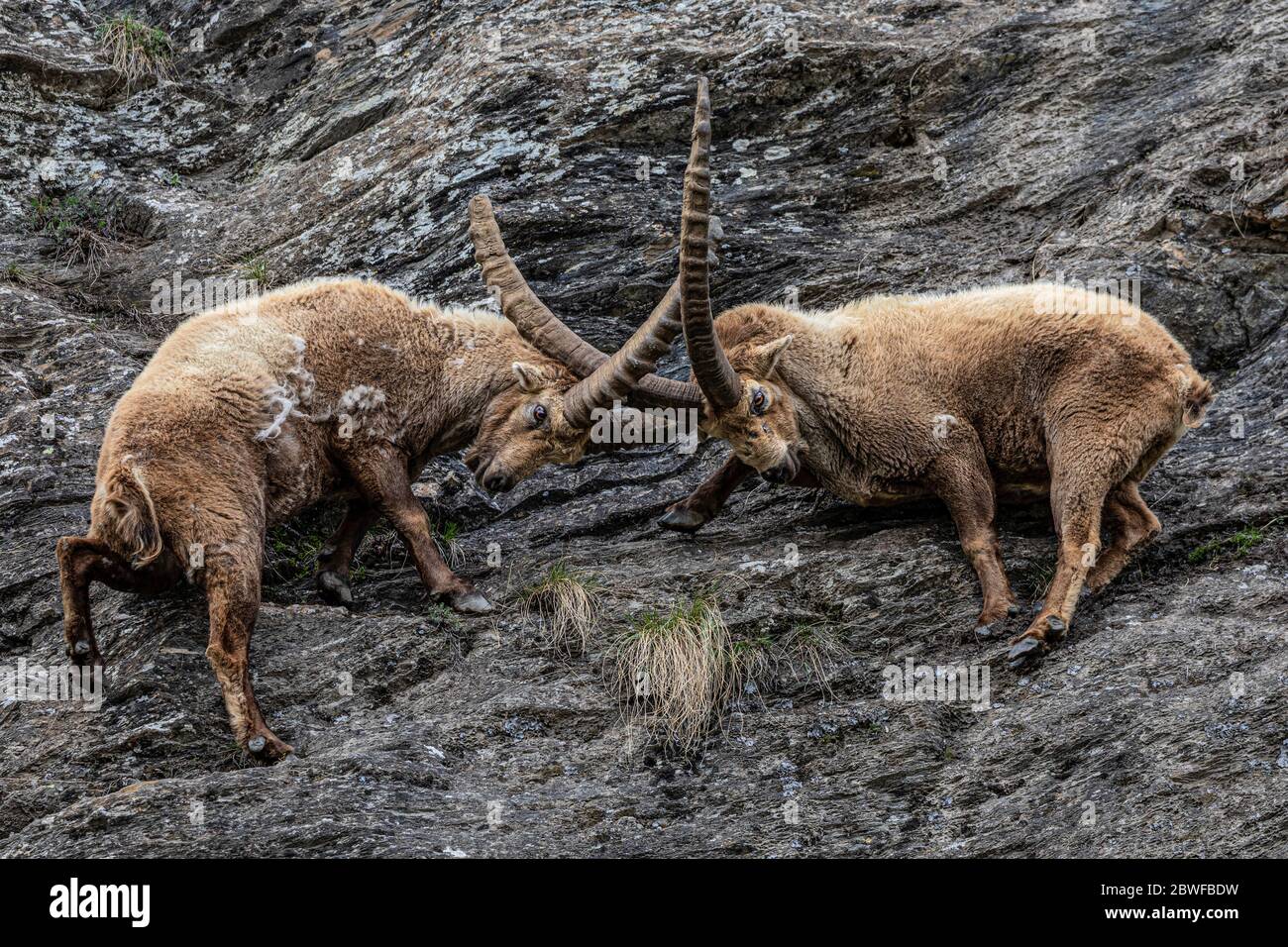 Capra di montagna hi-res stock photography and images - Alamy