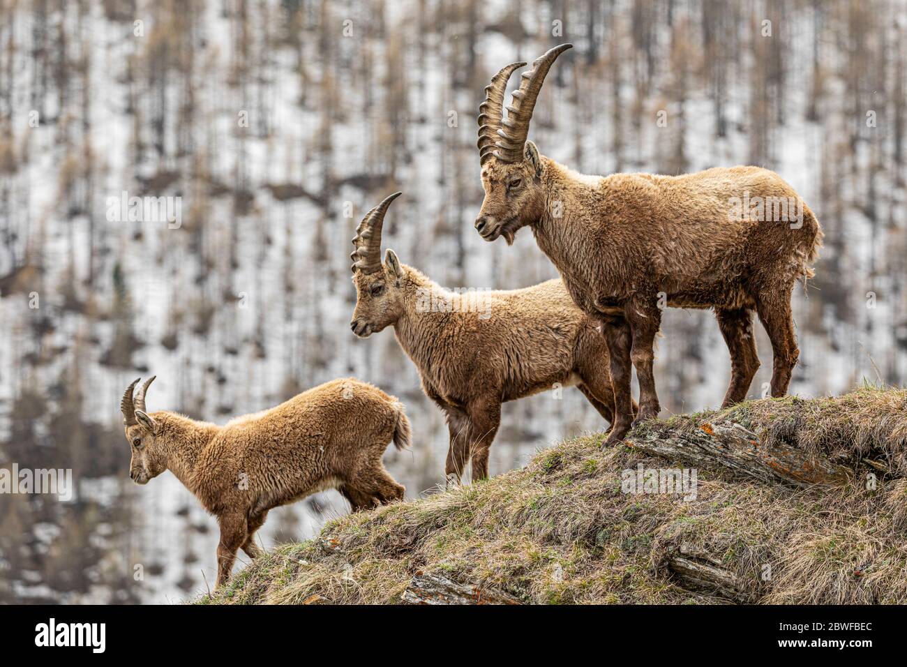 Capra di montagna hi-res stock photography and images - Alamy