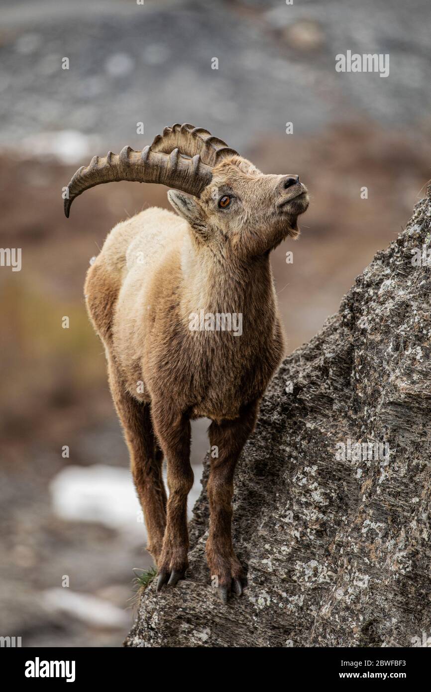 Capra di montagna hi-res stock photography and images - Alamy
