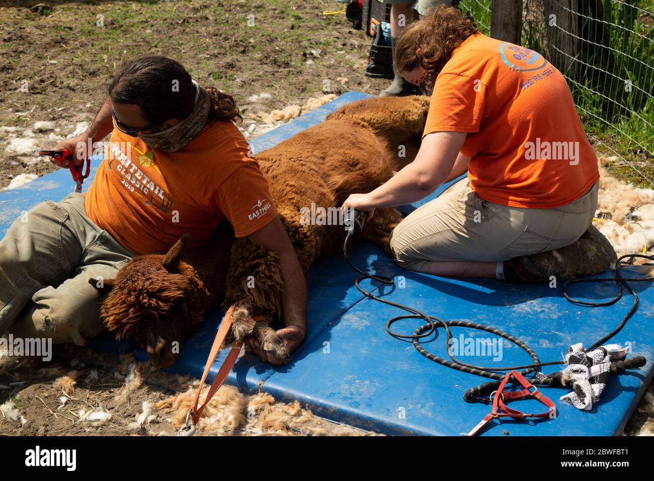 Male alpaca getting his toes trimmed during shearing of fleece time ...