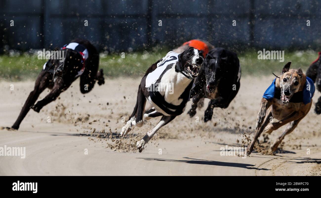 Almanzor goes on to win the 11:51 at Perry Barr Greyhound Stadium Stock ...