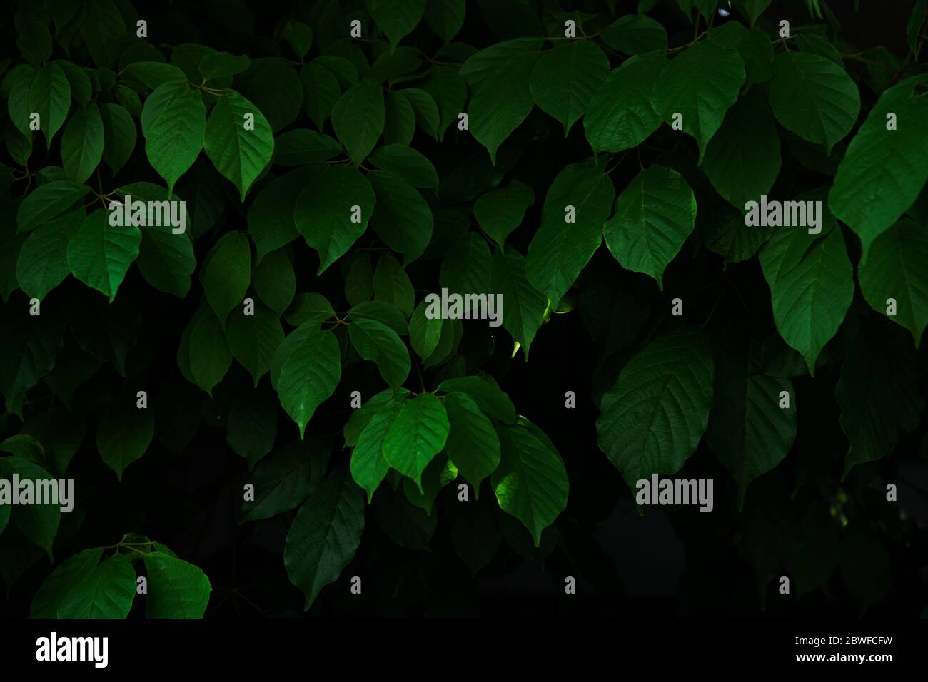 Deep green leaves texture dark background Stock Photo - Alamy
