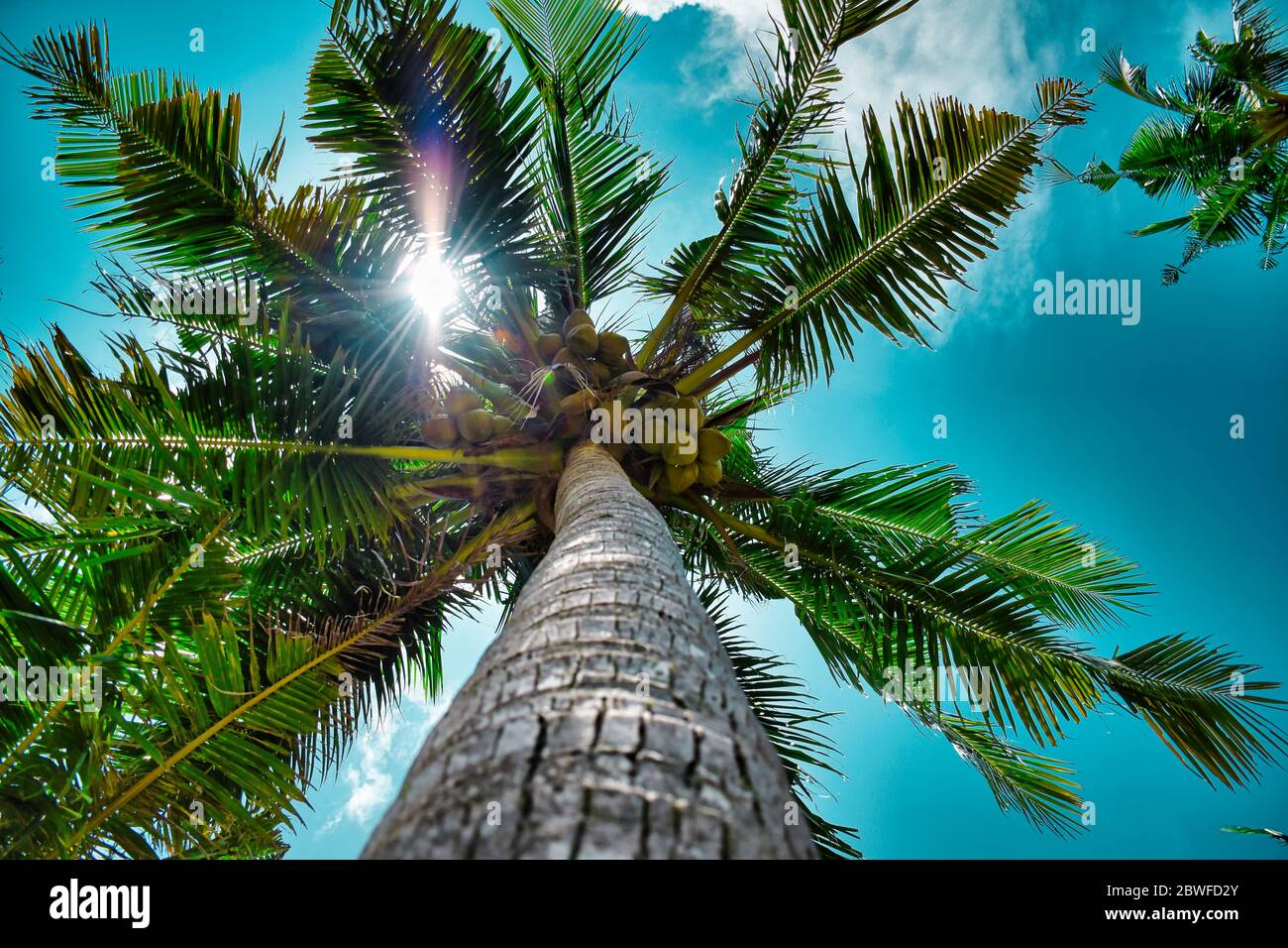 Giant stunning coconut palm tree with coconuts on it under the ...